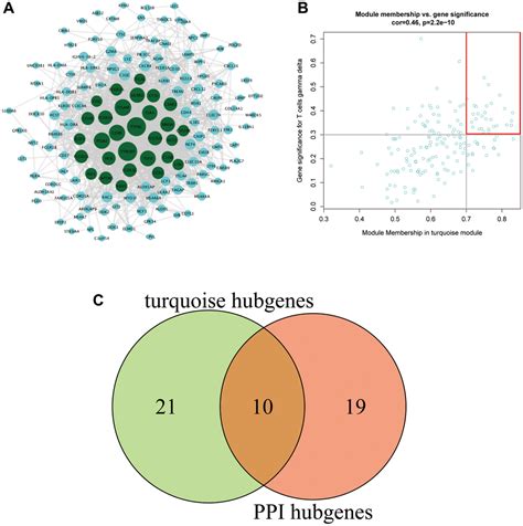 Immune Infiltration And Immunophenotyping In Atrial Fibrillation