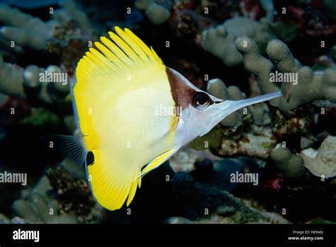 Longnose Butterflyfish Forcipiger Flavissimus Long Nose Helps It Feed