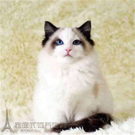 Cfa注册猫舍出售纯种布偶猫双色蓝眼活体布偶幼猫活体宠物猫g虎窝淘