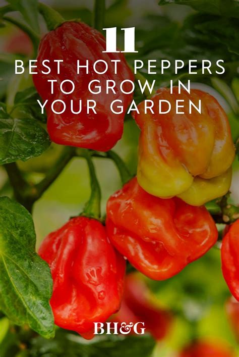 Hot Peppers To Grow Indoors At Nathaniel Birge Blog
