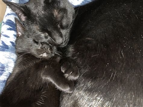 My Two Black Kitties Cuddled Up Together Raww