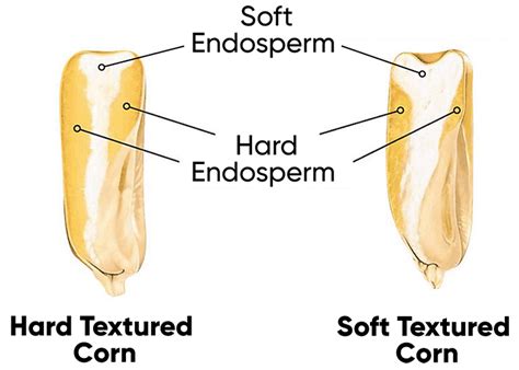 Management Options To Maximize The Quality Of Food Grade Corn Pioneer® Seeds