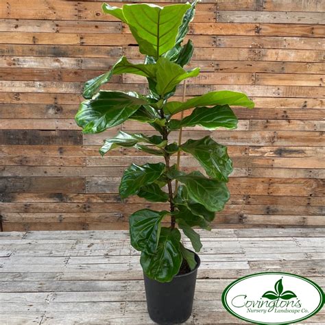Ficus Lyrata Covingtons