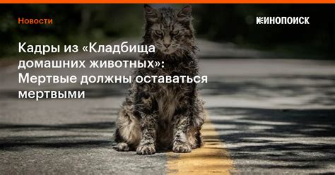 Кадры из «Кладбища домашних животных Мертвые должны оставаться