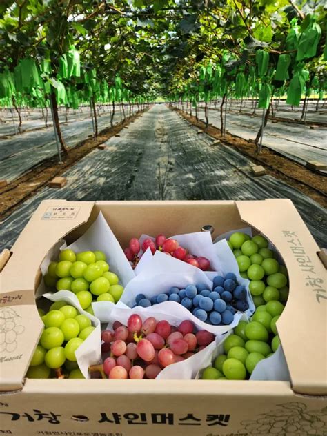 거창 샤인머스켓농장 달콤포도원 🍇