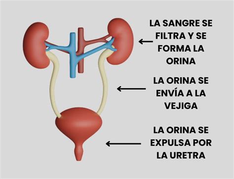 Sistema Excretor Humano Con Sus Partes Repaso De Los Sistemas
