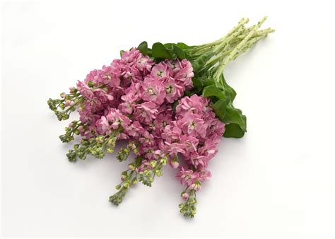 Matthiola Incana Mathilda Antique Rose Muller Seeds