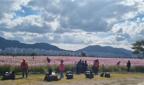 김해 대동생태체육공원 코스모스 꽃밭 가을 만끽 파이낸셜뉴스