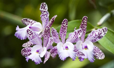 20 Types Of Orchids To Use As Houseplants