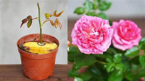Planting Roses By Cutting Branches With Bananas Is Simple But Effective