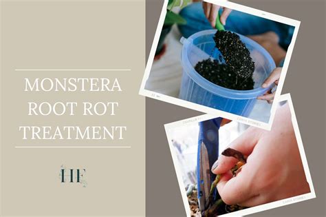 Monstera Root Rot Signs Causes And Recovery Tips