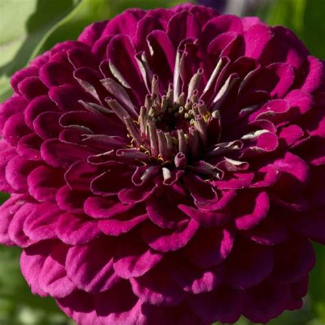 Zinnia Elegans Purple Prince