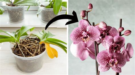 Comment sauver une orchidée mourante suivant ses symptômes