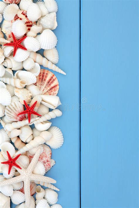 Sea Shell Selection Stock Image Image Of Assortment 11935637