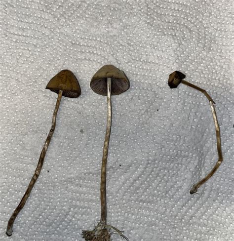 Found Some Libs Rlibertycapmushrooms