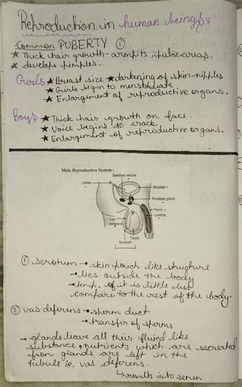 SOLUTION Sexual Reproduction In Humans Class 10th Studypool