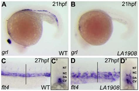 Aberrant Expression Of Arterial And Venous Endothelial Cell Markers In