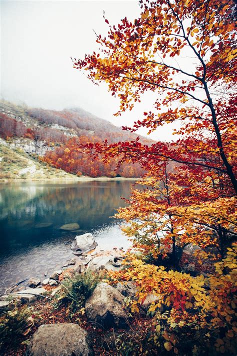 Wallpaper 1280x1920 Px Nature Photography Portrait Display