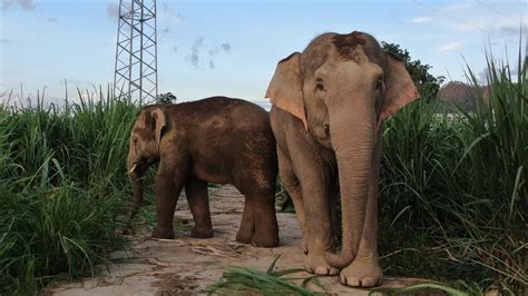 Viral Story Of Drunk Elephants In China Is Adorable And False