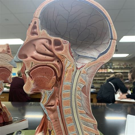 Lateral Wall Of Nasal Cavity Model Diagram Quizlet