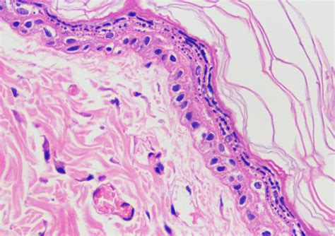 病理学实验 易科生物 实验外包
