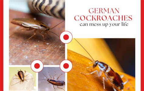 Pest Control Services Sydney Sydneys Best Pest Control