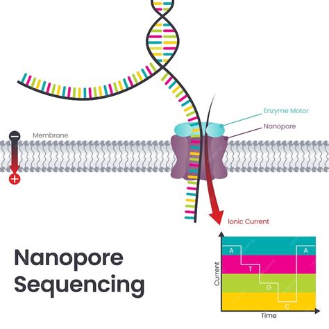 Premium Vector Nanopore Sequencing Scientific Educational Vector