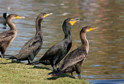 Double Crested Cormorant Phalacrocorax Auritus