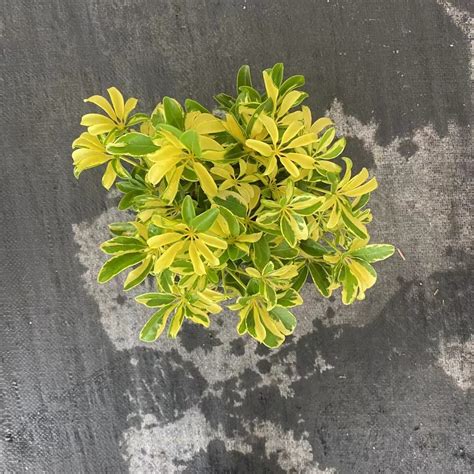 基地直供花叶鸭脚木90 120 盆栽居家四季常青绿色植物净化空气 阿里巴巴