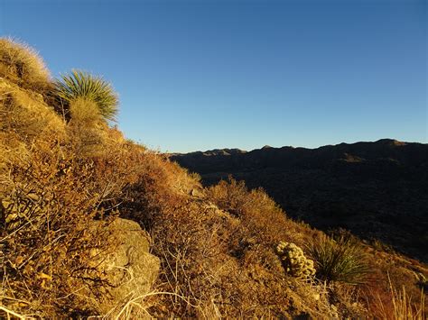Desert Joshua Tree Landscape Free Photo On Pixabay Pixabay