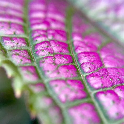 Premium Photo Detail Shot Of Plants