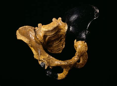 Fossil Australopithecus Pelvis Bild Kaufen 11742689 Science Photo