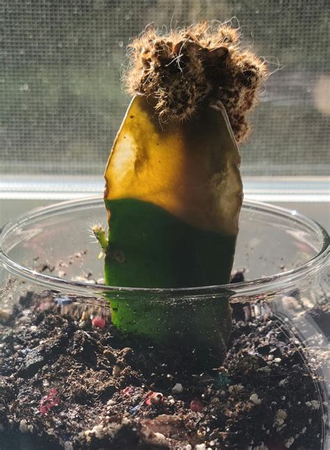 Overwatered Catus In Winter Repotted Just To See What Would Happen