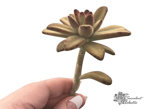 Propagating Succulents From Stem Cuttings The Succulent Eclectic