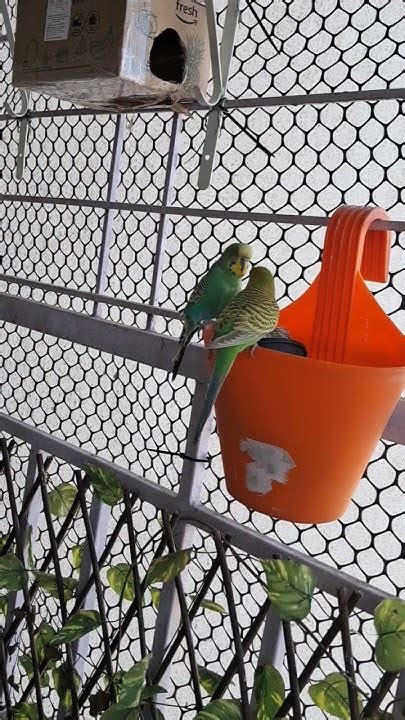 शैतान Budgie Birds Nature Budgie Budgielove Budgi Youtube