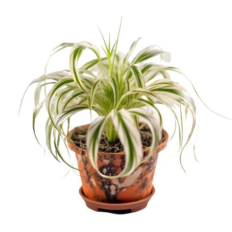 Premium Ai Image Beautiful Houseplant In Terracotta Pot Isolated On