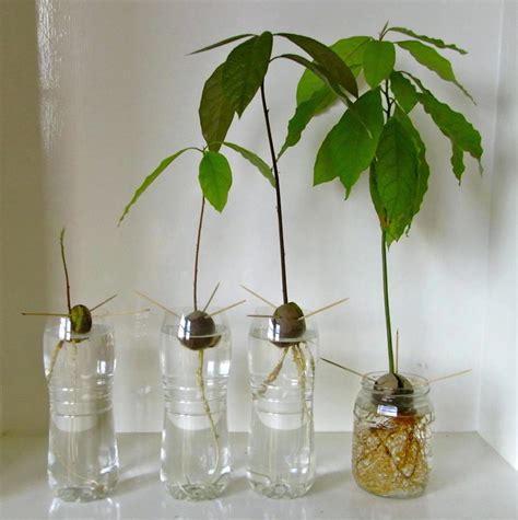 As 25 Melhores Ideias De Avocado Plant From Seed No Pinterest