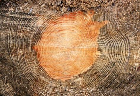 Log Cross Section Stock Photos Images And Backgrounds For Free Download