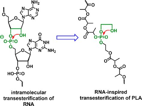 Illustration Of The Intramolecular Transesterification Of Rna Download Scientific Diagram