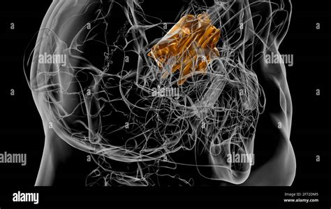Human Skeleton Ethmoid Anatomy For Medical Concept 3d Illustration