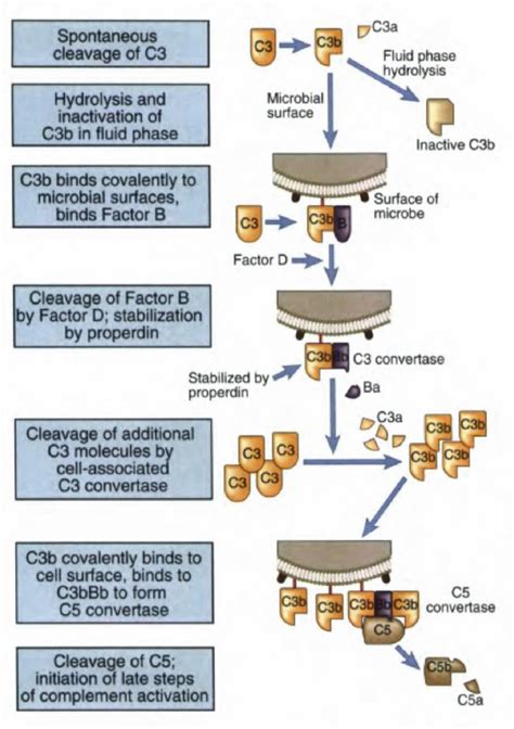 Clinpath How Is The Process Of Complement Activation