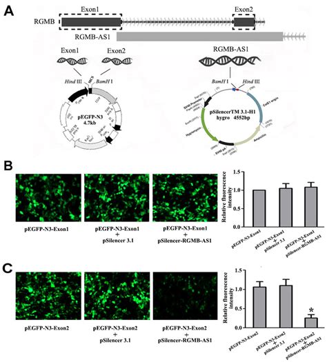 Potential Mechanism Of LncRGMB AS1 In Lung Adenocarcinoma A Exon1