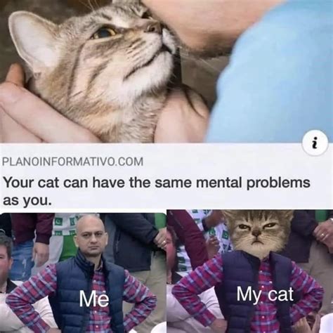 25 Pawsitively First Class Cat Memes To Cure Those Wednesday Woes Artofit