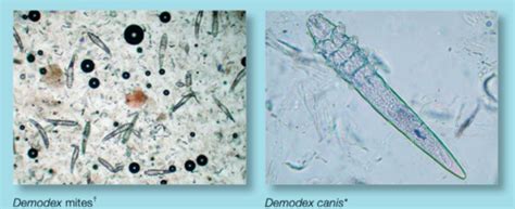 Sampling Techniques Practical Flashcards Quizlet