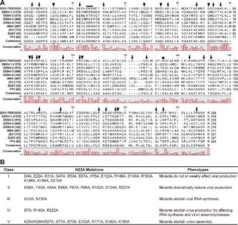 Zikv Ns2a Mutagenesis A Sequence Alignment Of Ns2a Proteins Among