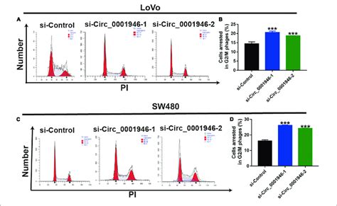 Downregulation Of Circ0001946 Arrests Colorectal Cancer Crc Cells