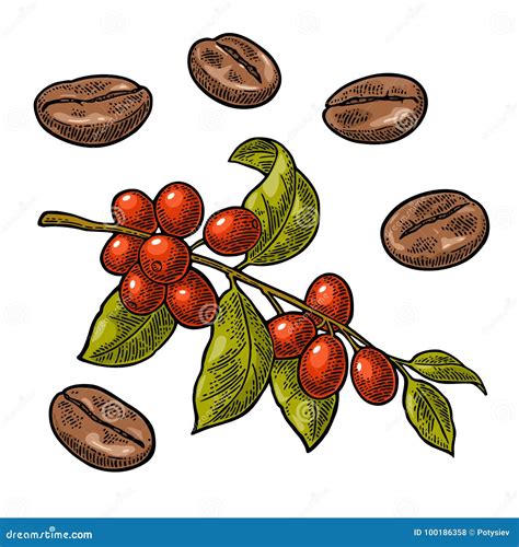 Kaffeebohne Stock Illustrationen Vektors Klipart 1 148 Stock
