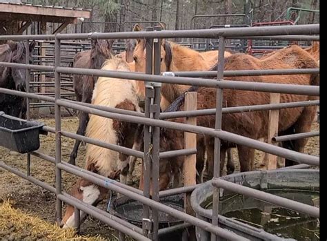 Starving Horses Are Here We Picked Up All 20 Horses Now The Work