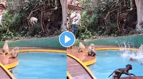 मकडन Swimming Pool च आनद लटतन पहन तमचयह चहऱयवर यईल हस पह Viral Video