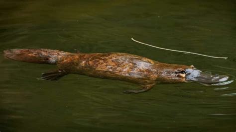 Adaptations Of A Tiger Behavioral Structural And Physiological